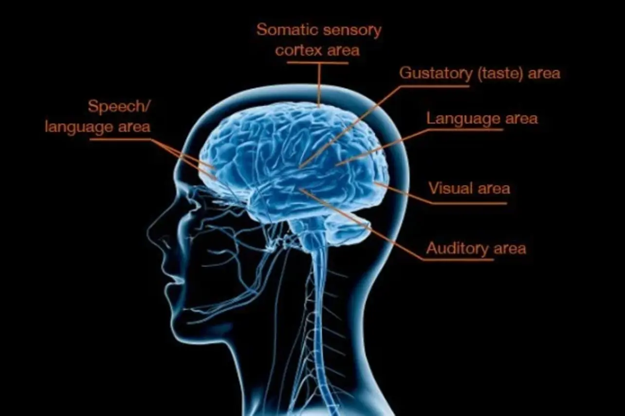 Remembering Through Multiple Senses: Is Memory The Product Of A Single ...
